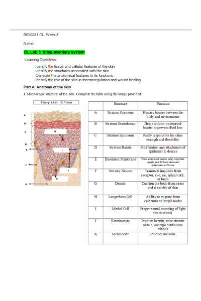 BIOS 251 Week 5 Lab; Integumentary System | Course Notes for Students BIOS 251 Week 5 Lab; Integumentary System | Course Notes for Students