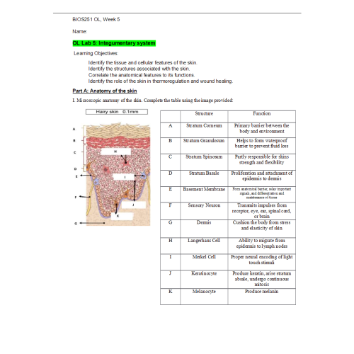 BIOS 251 Week 5 Lab; Integumentary System | Course Notes for Students BIOS 251 Week 5 Lab; Integumentary System | Course Notes for Students